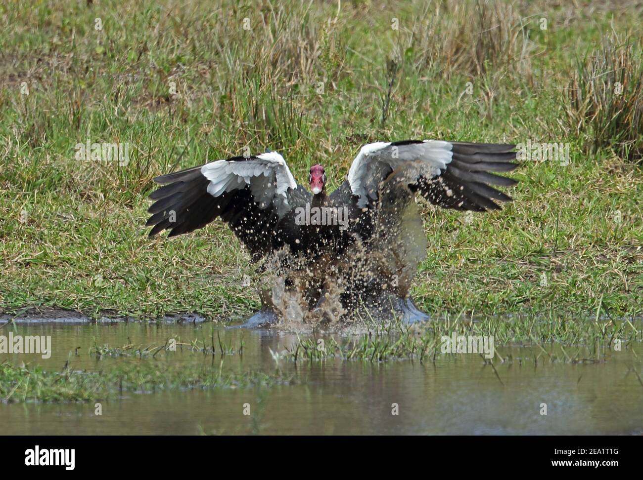 Spur Winged Goose High Resolution Stock Photography and Images - Alamy