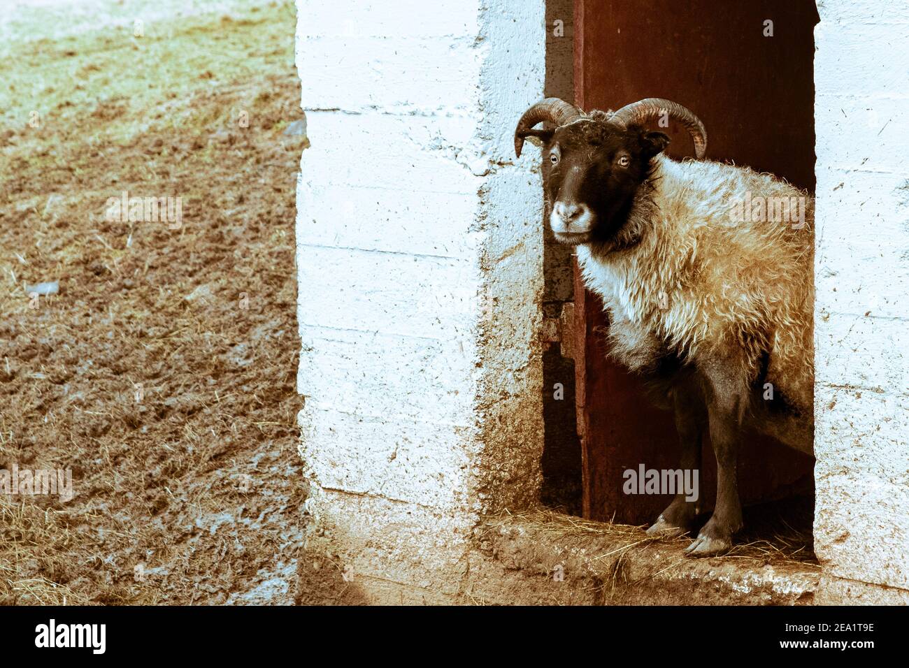 Ram on a farm hi-res stock photography and images - Alamy