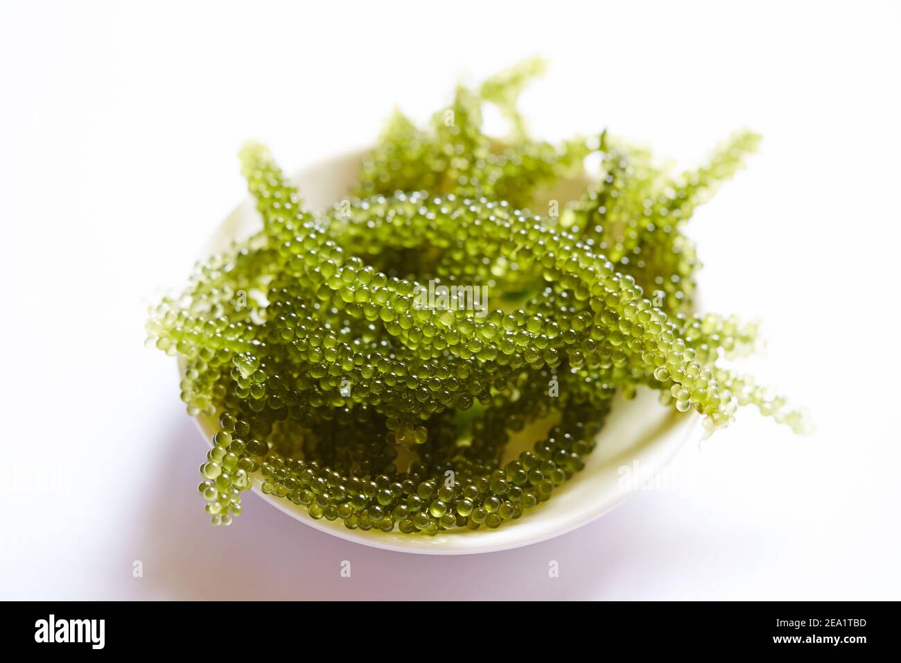 Caulerpa lentillifera hi-res stock photography and images - Alamy