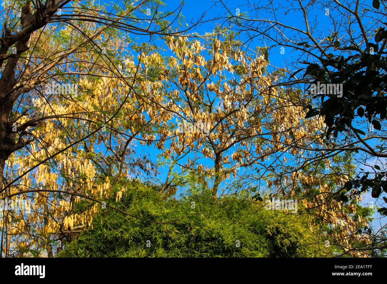 A black locust tree in a park with fruits on its branches Stock Photo ...
