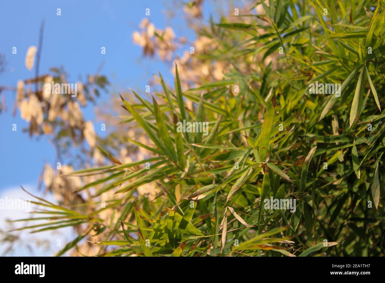 Lanceolate leaves hi-res stock photography and images - Alamy
