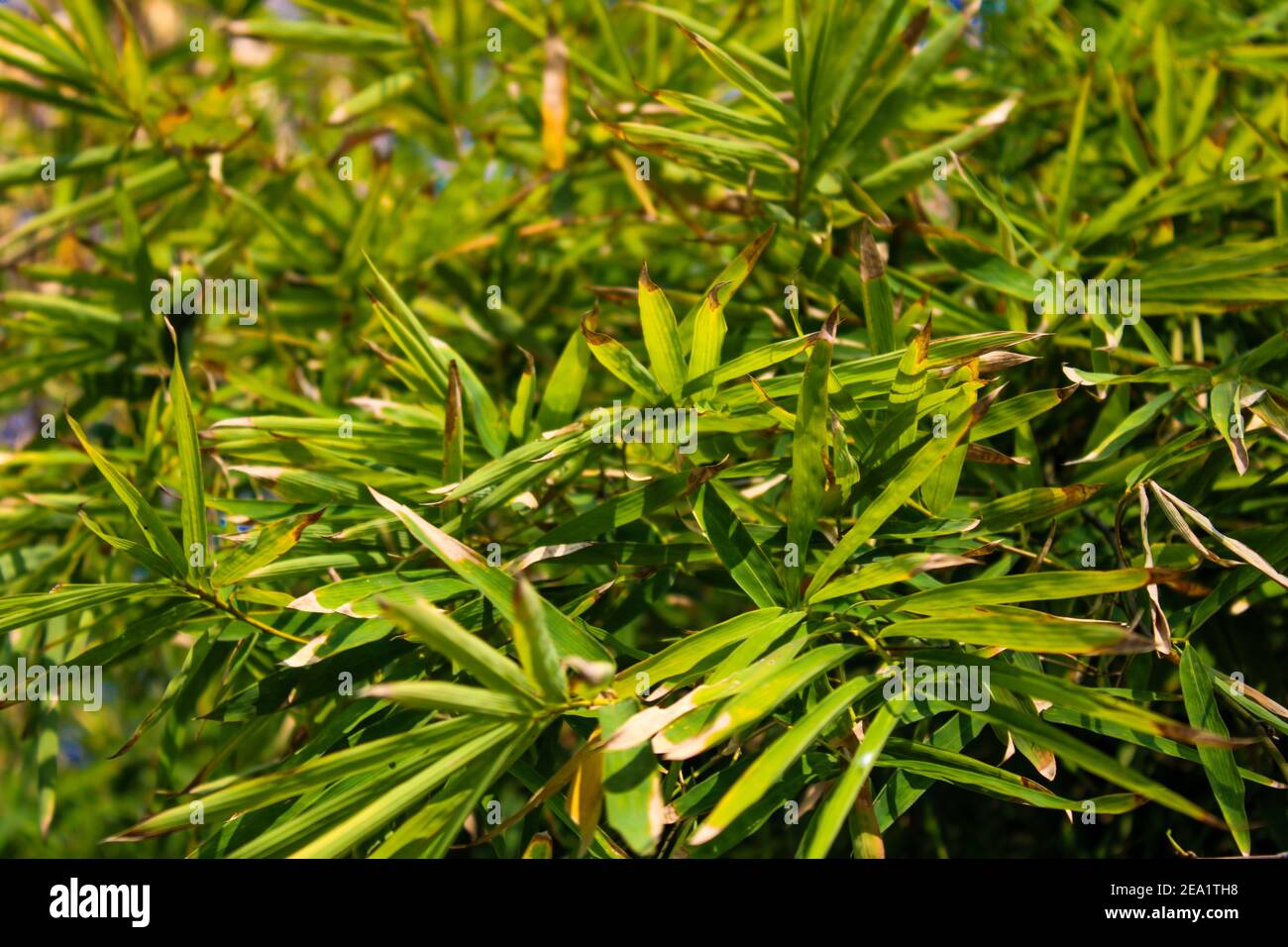 Lanceolate leaves hi-res stock photography and images - Alamy