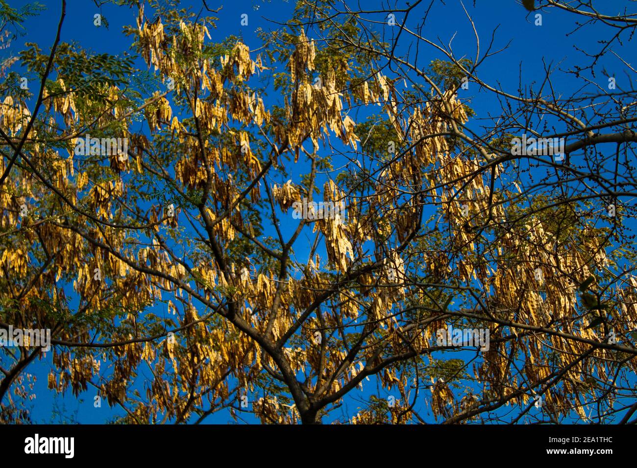 The fruits on a black locust tree against the blue clear sky Stock ...
