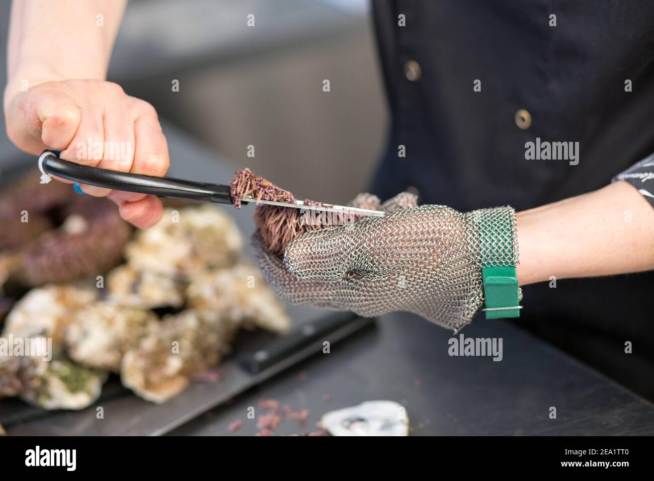 The cook cuts the sea urchin. Oyster glove close-up. Hands of a chef in ...