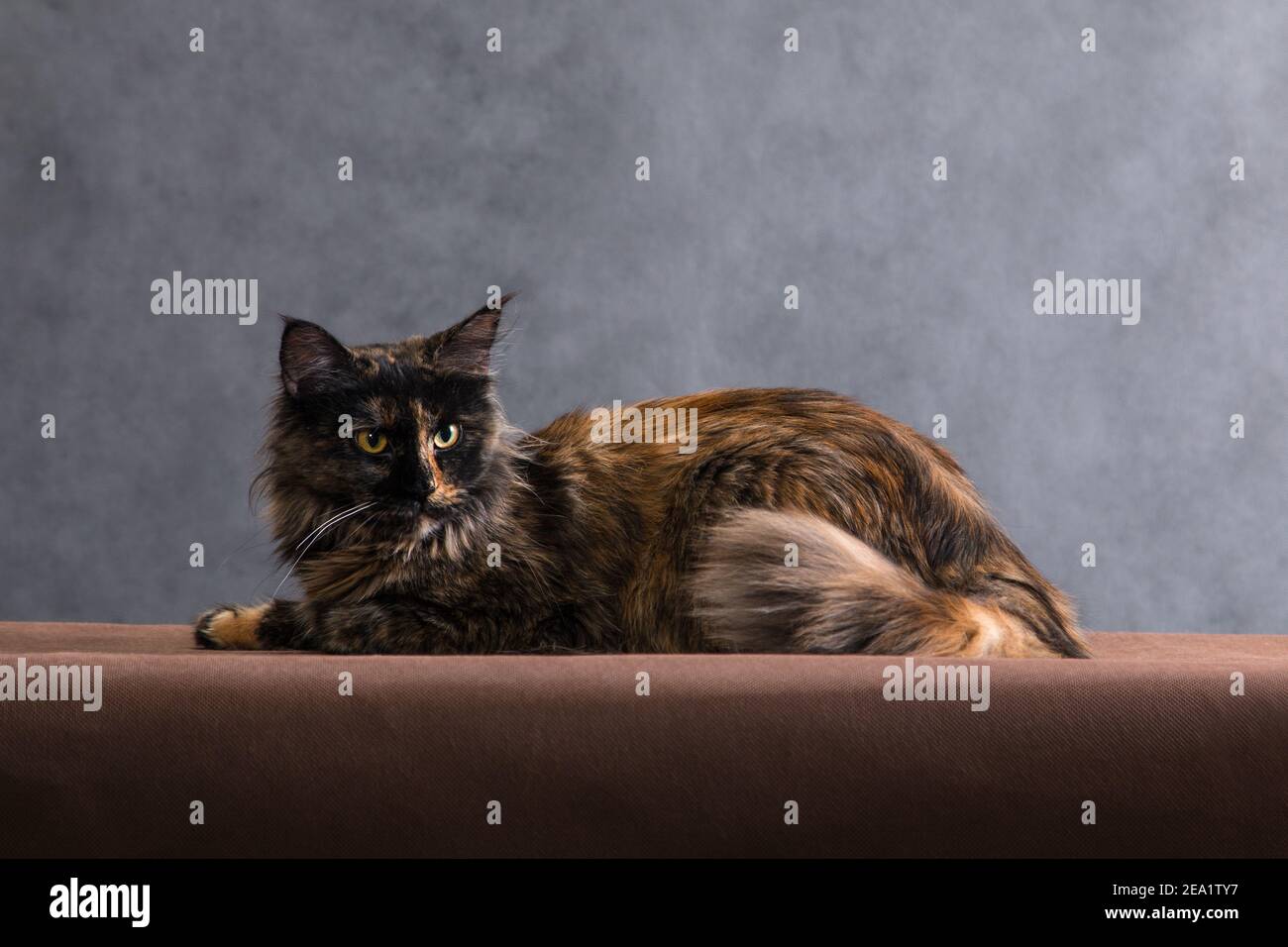 Brown tortioseshell maine coon cat lies on a brown background against a ...