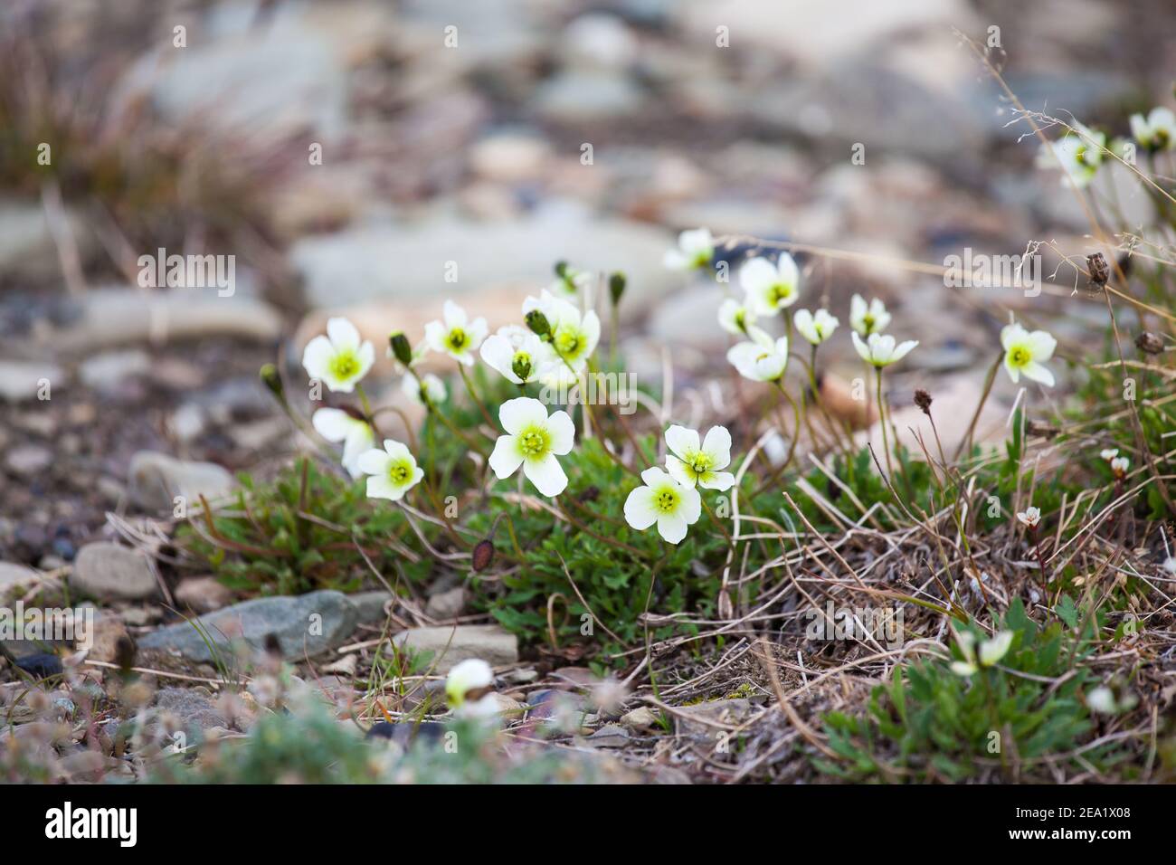 Flowers of Svalbard poppy white ( Papaver dahlianum) in Svalbard. Flora ...