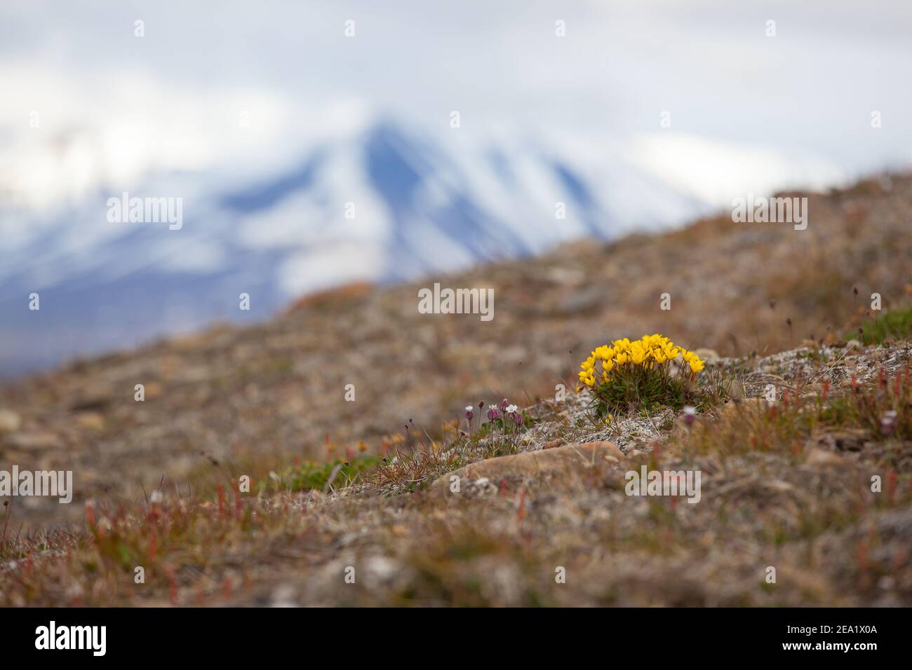 Flowers of Svalbard Bog saxifrage yellow (Saxifraga hirculus) on ...