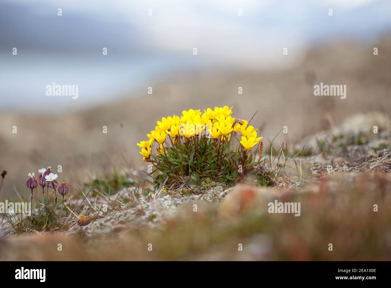 Flowers of Svalbard Bog saxifrage yellow (Saxifraga hirculus) in ...