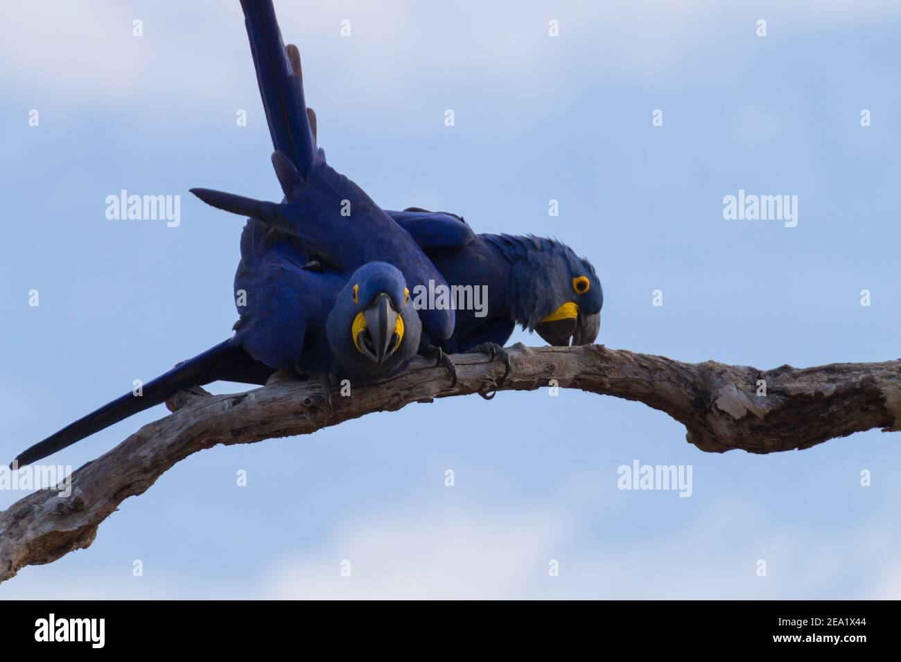 Couple of Hyacinth macaw from Pantanal, Brazil. Brazilian wildlife ...