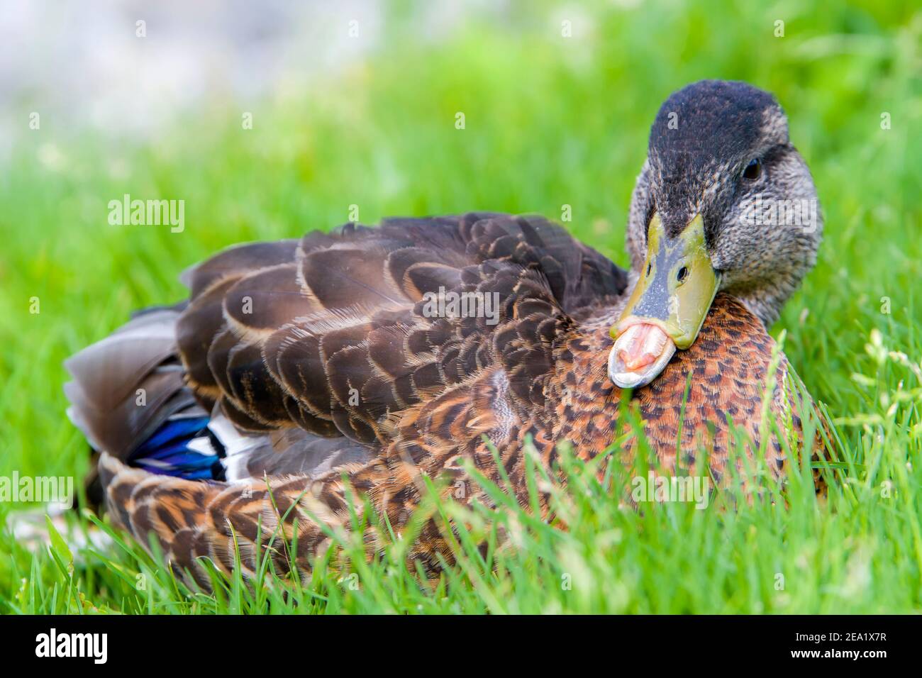 Duck bill closeup hi-res stock photography and images - Alamy