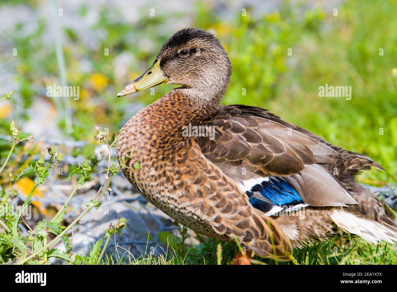 Duck bill closeup hi-res stock photography and images - Alamy