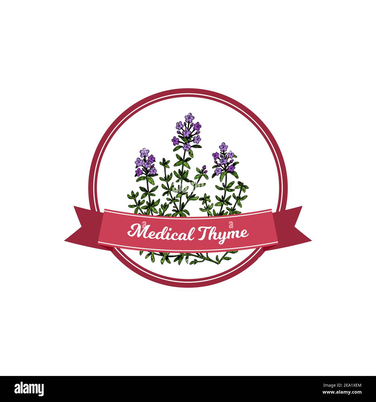Medical thyme logo with hand drawn elements. Vector illustration in ...