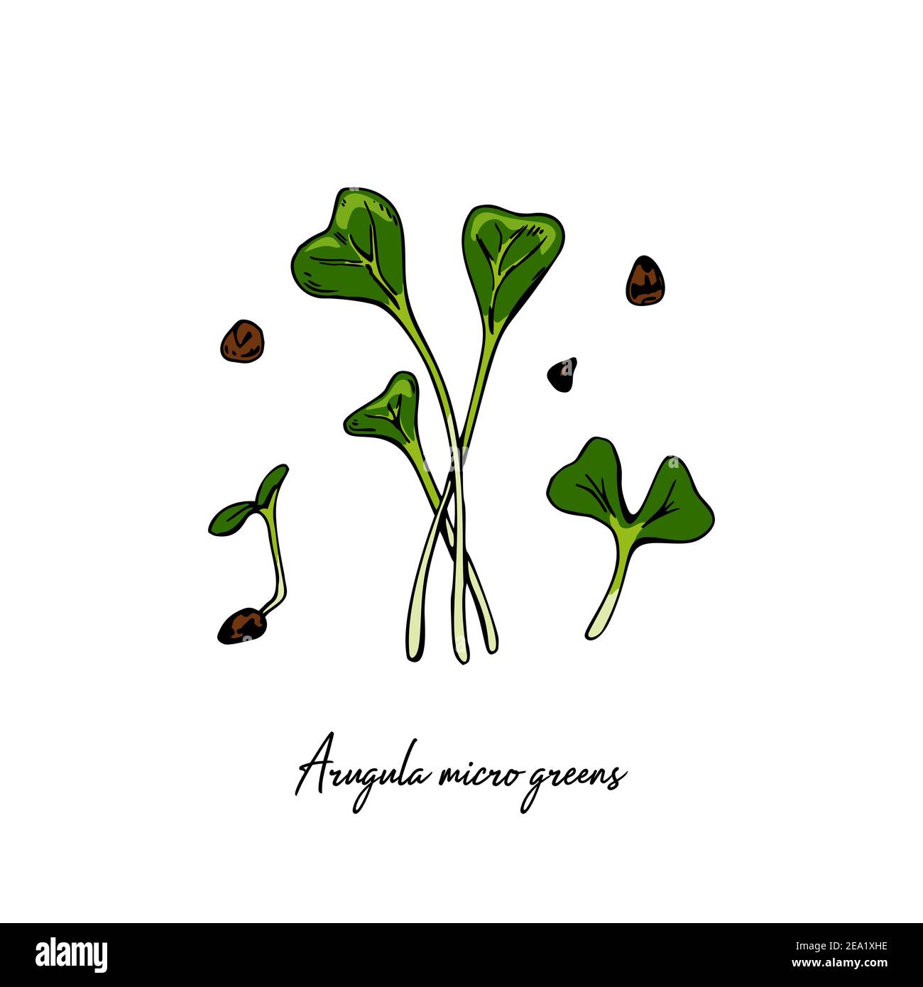 Hand drawn arugula micro greens set. Vector illustration in colored ...