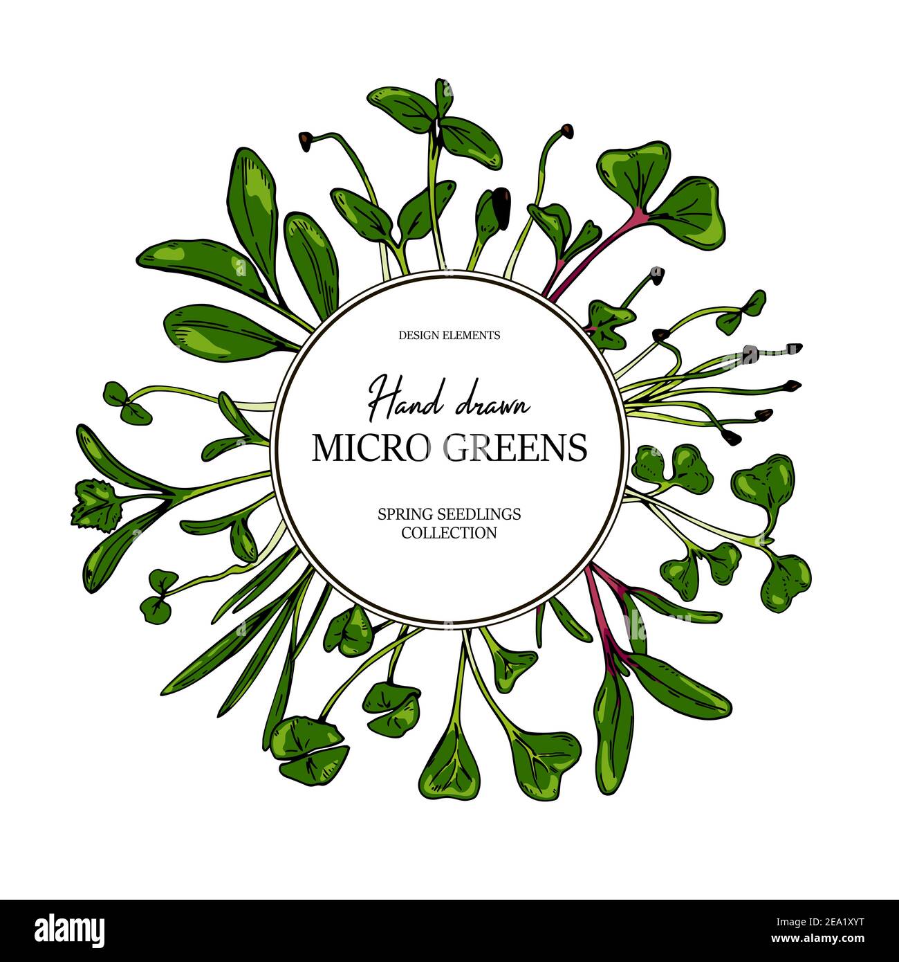 Hand drawn micro greens botany circle frame. Healthy vegetarian and ...