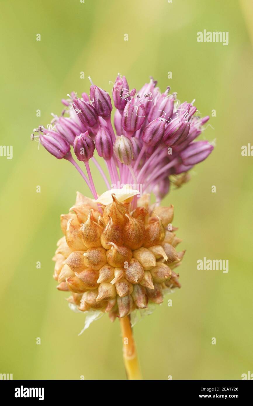 Close up of a purple flower of the Crow garlic , Allium vineale Stock ...