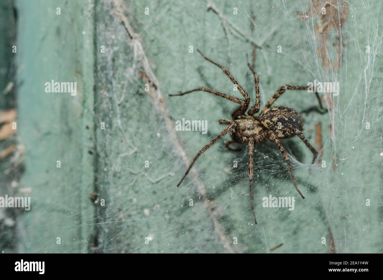House building danger tree hi-res stock photography and images - Alamy