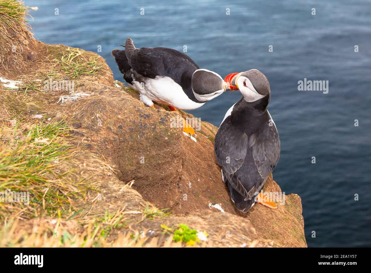 two love puffin birds kissing against sea in Iceland Stock Photo - Alamy