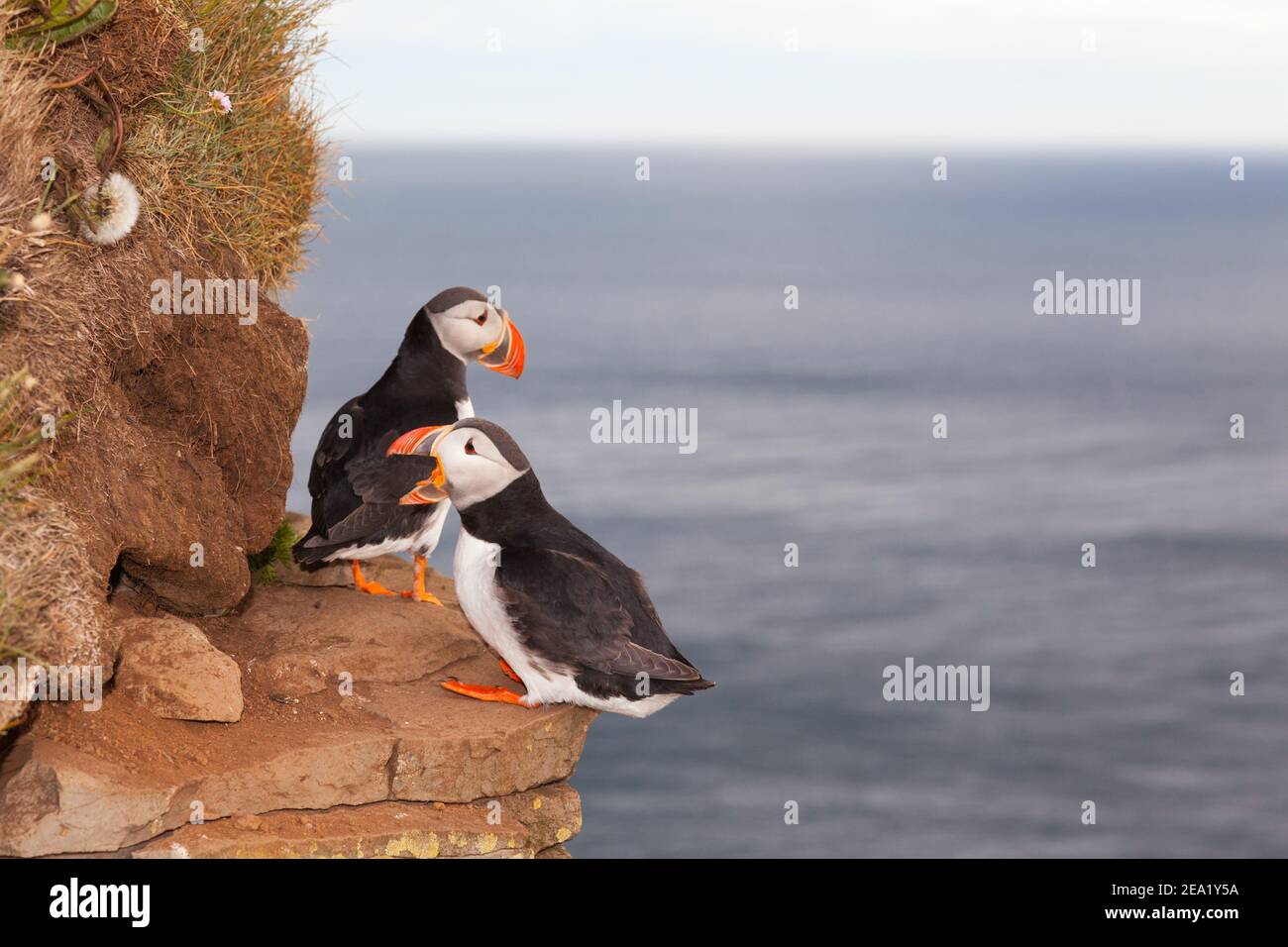 Two love birds kissing in hi-res stock photography and images - Alamy