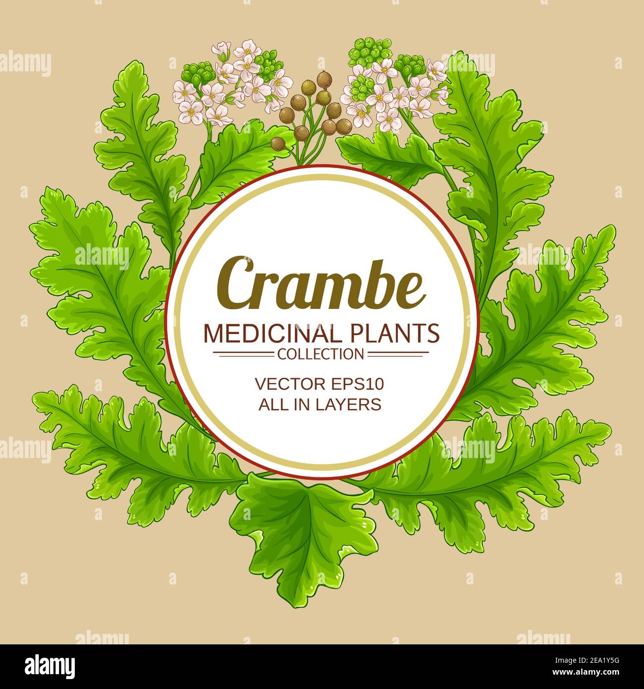 Crambe maritima plant Stock Vector Images - Alamy