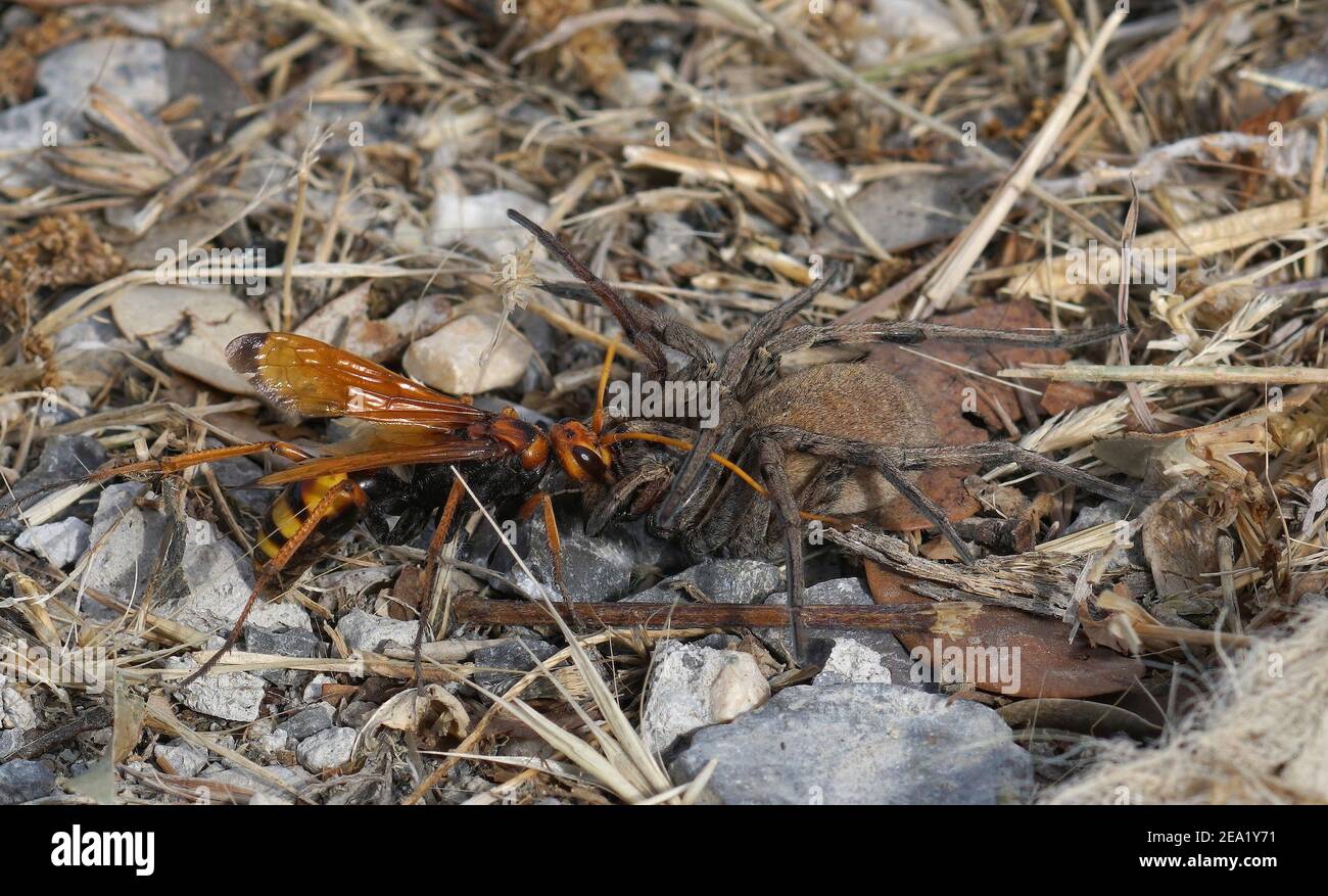 A female large spider wasp, Cryptocheilus alternatus, with it's ...