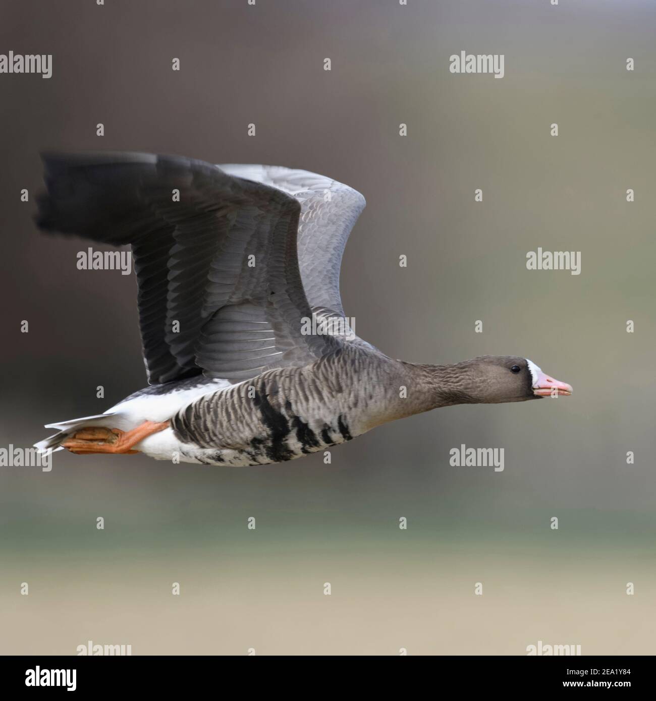 Eurasian white fronted goose hi-res stock photography and images - Alamy