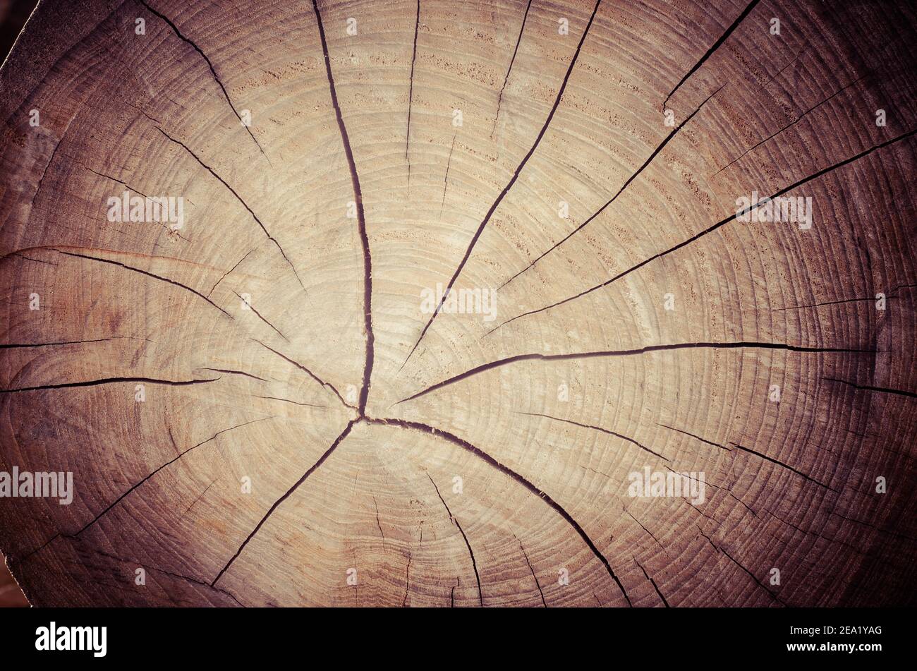 Wooden cut texture, tree rings Stock Photo - Alamy