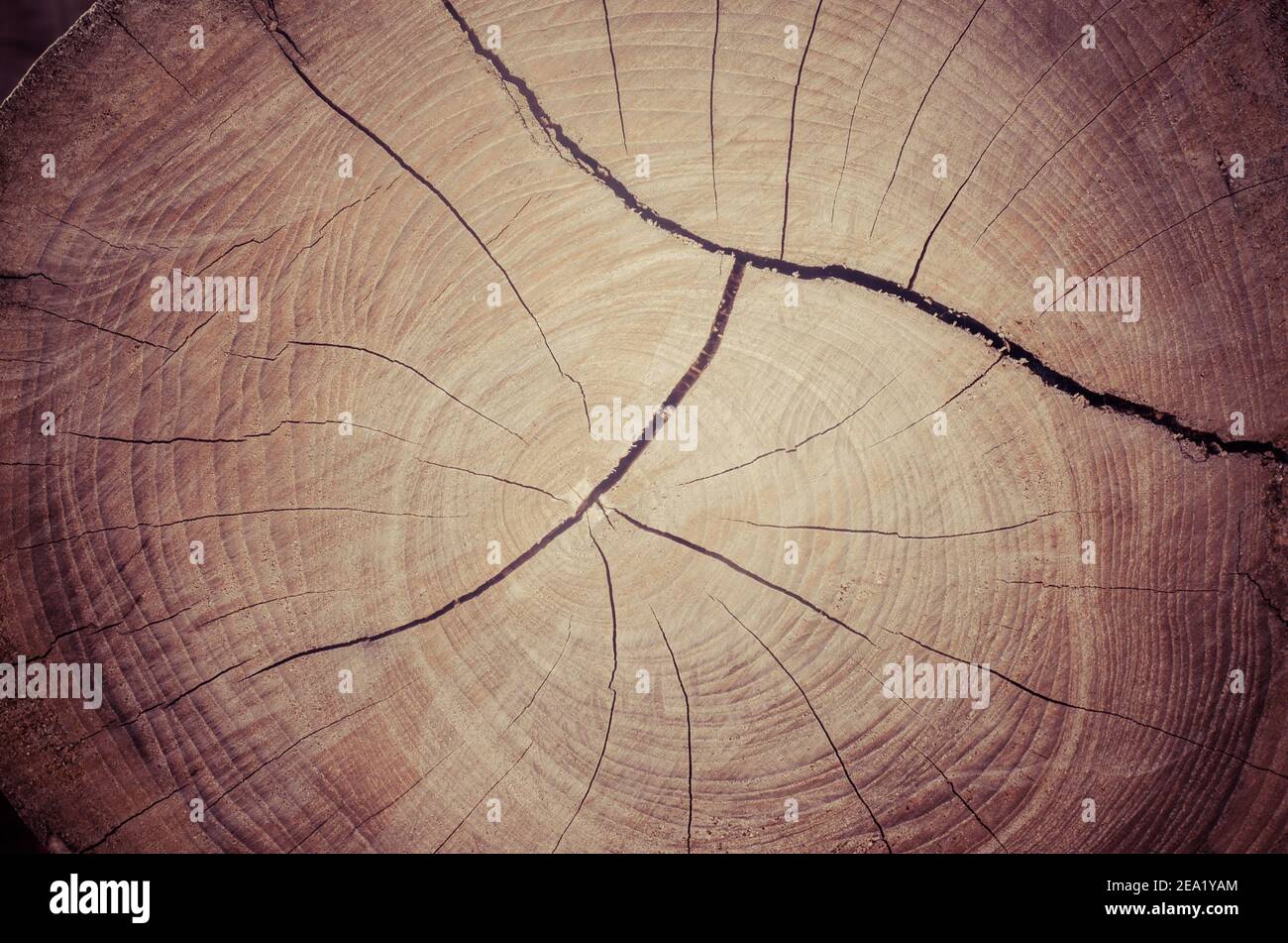 Wooden cut texture, tree rings Stock Photo - Alamy