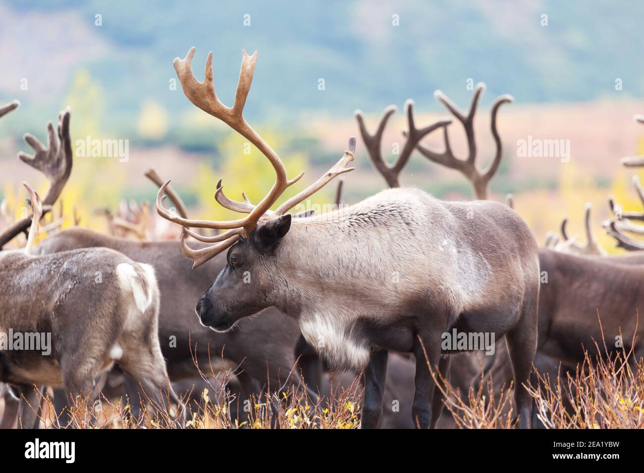 Caribou head antler hi-res stock photography and images - Alamy