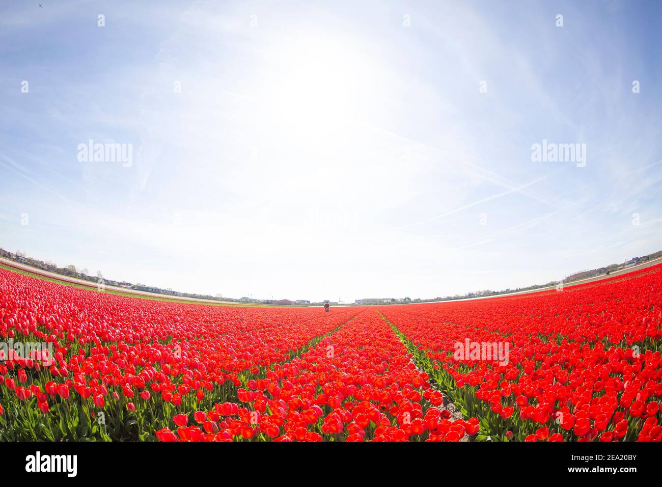 spring blooming fields of red tulips in Europe Stock Photo - Alamy
