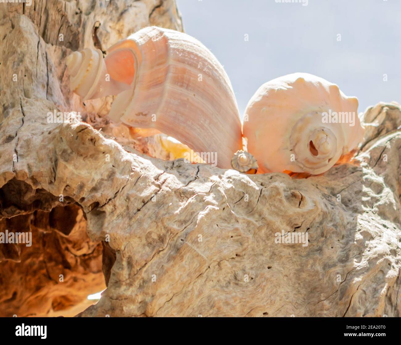 Still life of two shells on an old piece of wood Stock Photo - Alamy