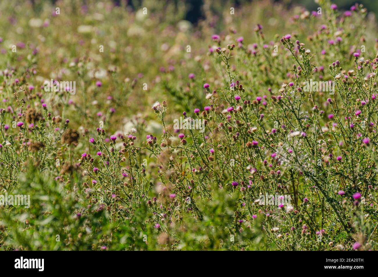 Colorful grasses hi-res stock photography and images - Alamy