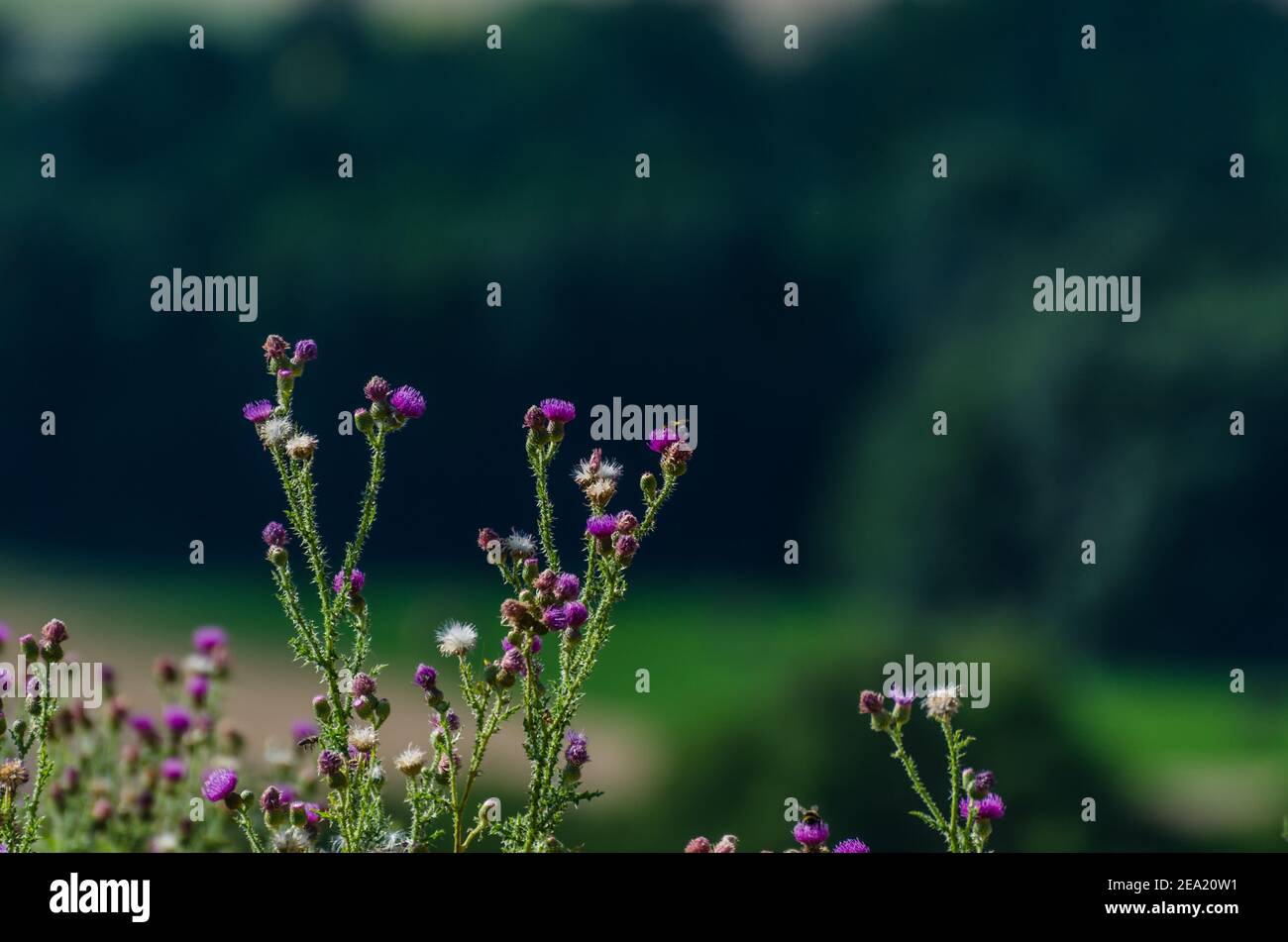 fresh flowers in nature Stock Photo - Alamy