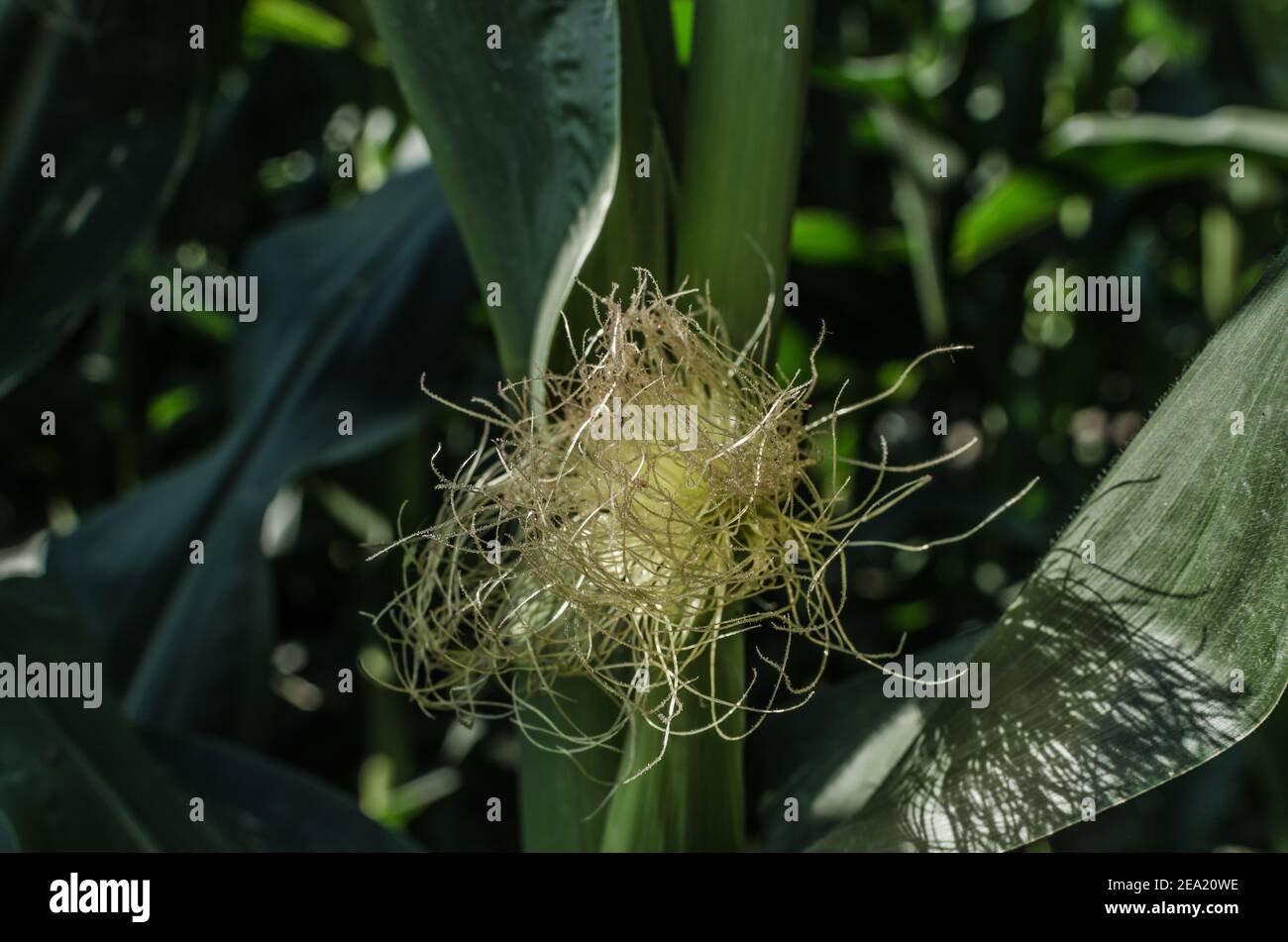 Spring jewelry hi-res stock photography and images - Alamy