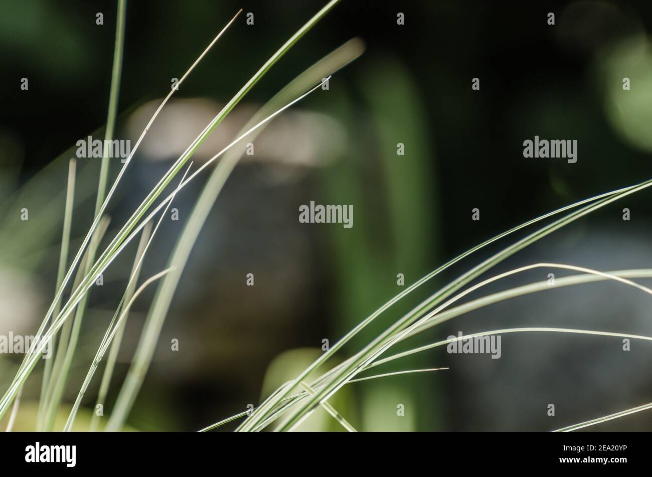grasses detailed view Stock Photo - Alamy