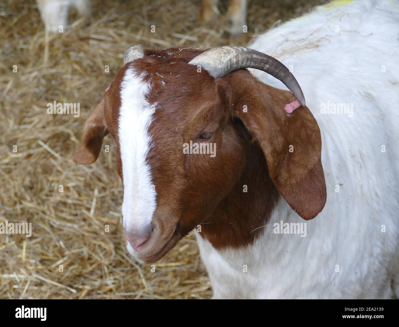 Boer goat hi-res stock photography and images - Alamy