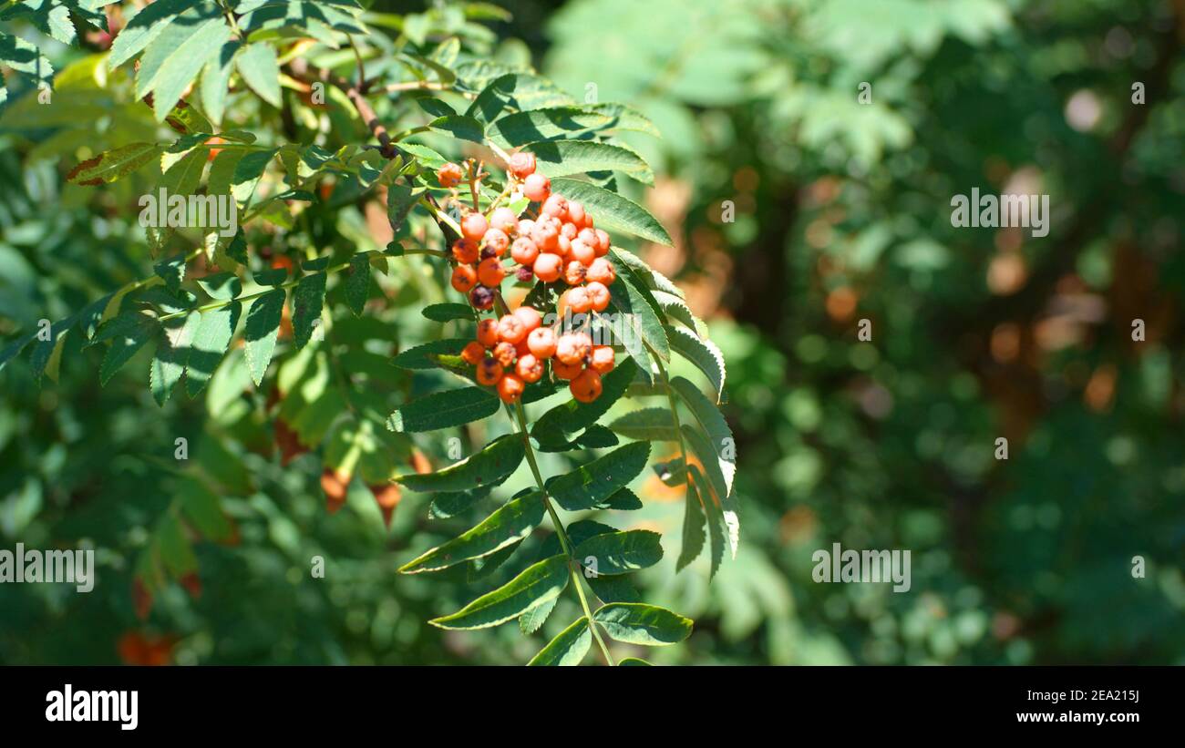 ashberry at dry sunny summer day Stock Photo - Alamy