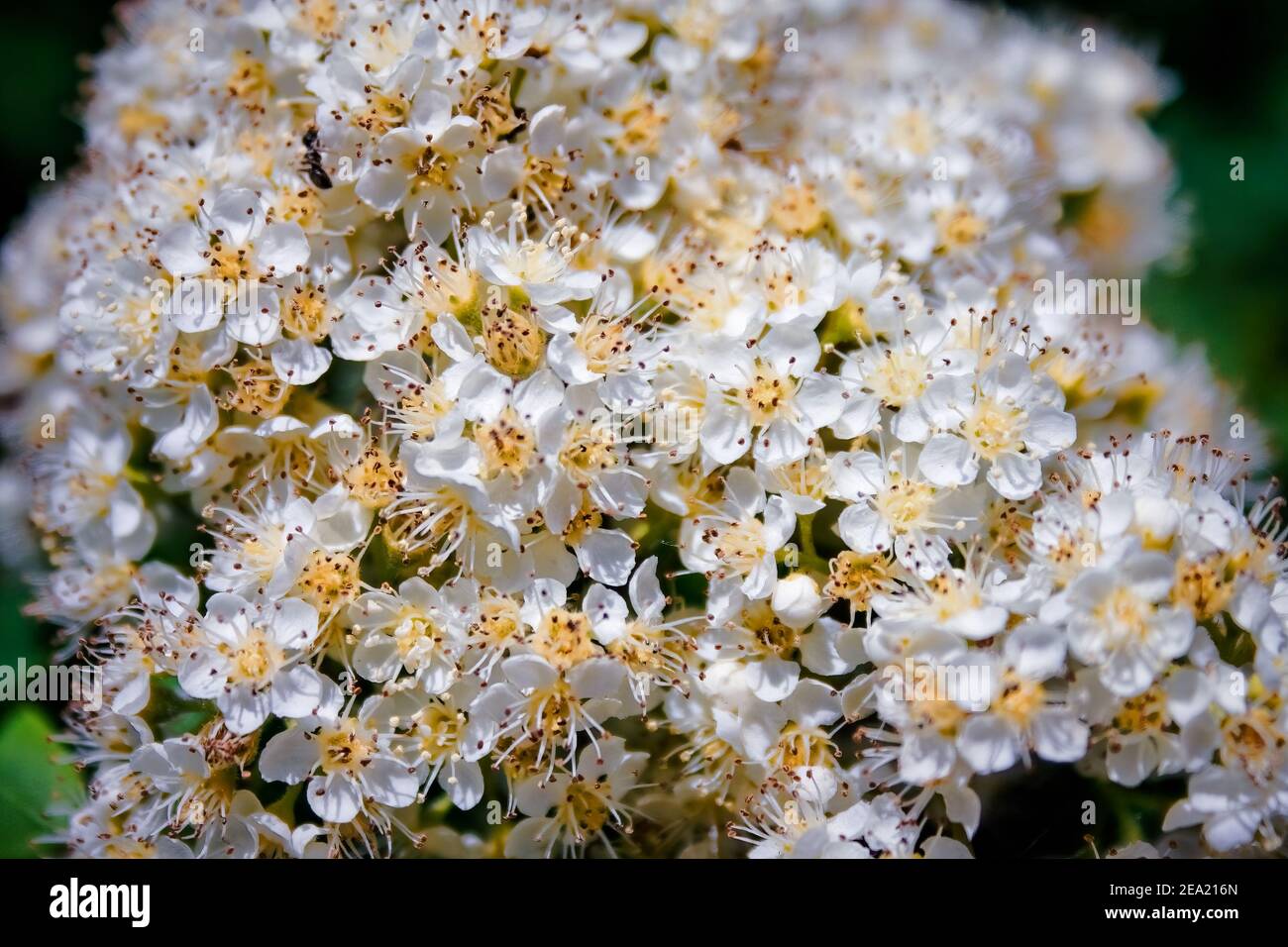 Rowan blossom. Blurred natural green background Stock Photo - Alamy
