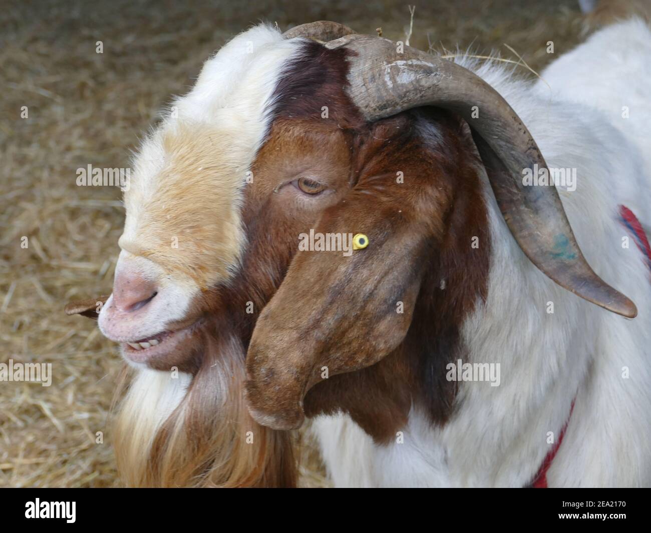 Boer Goat Face