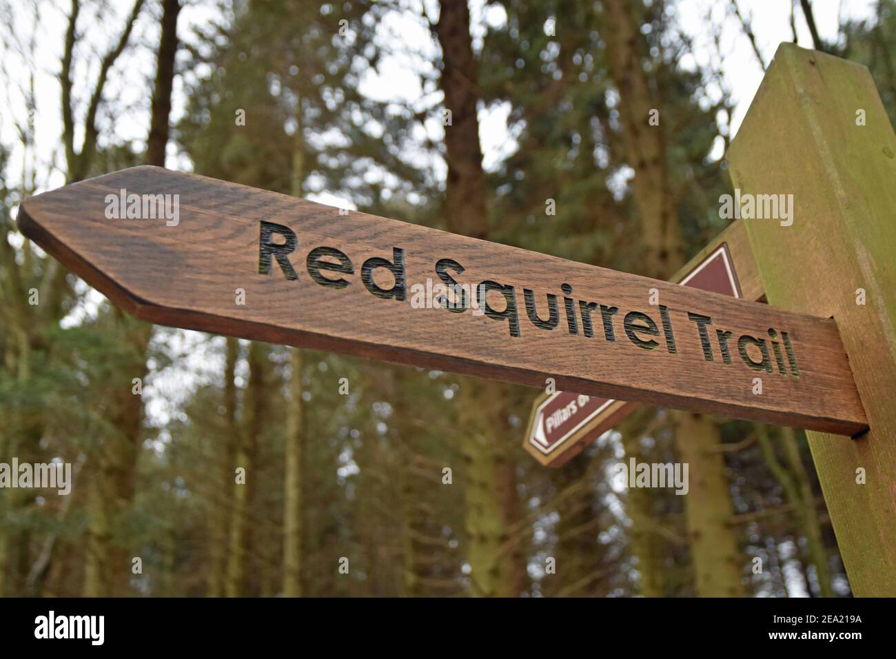 Wooden Red Squirrel Trail sign with arrow, blurred forest background ...
