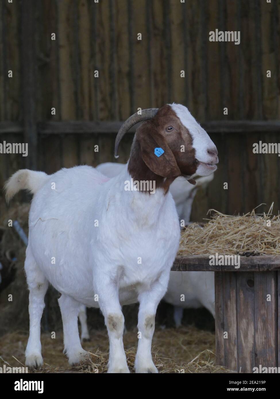 Boer goats hi-res stock photography and images - Alamy
