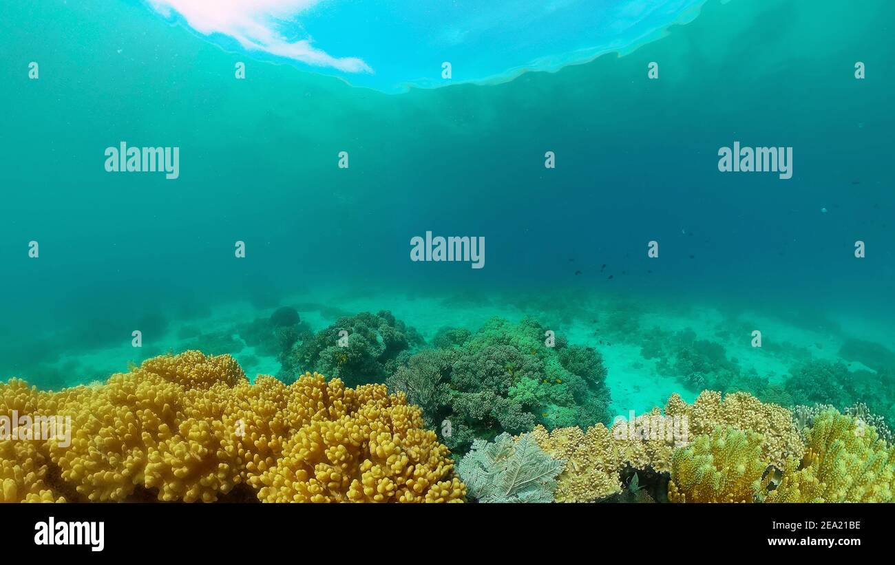 Tropical fishes and coral reef at diving. Beautiful underwater world ...