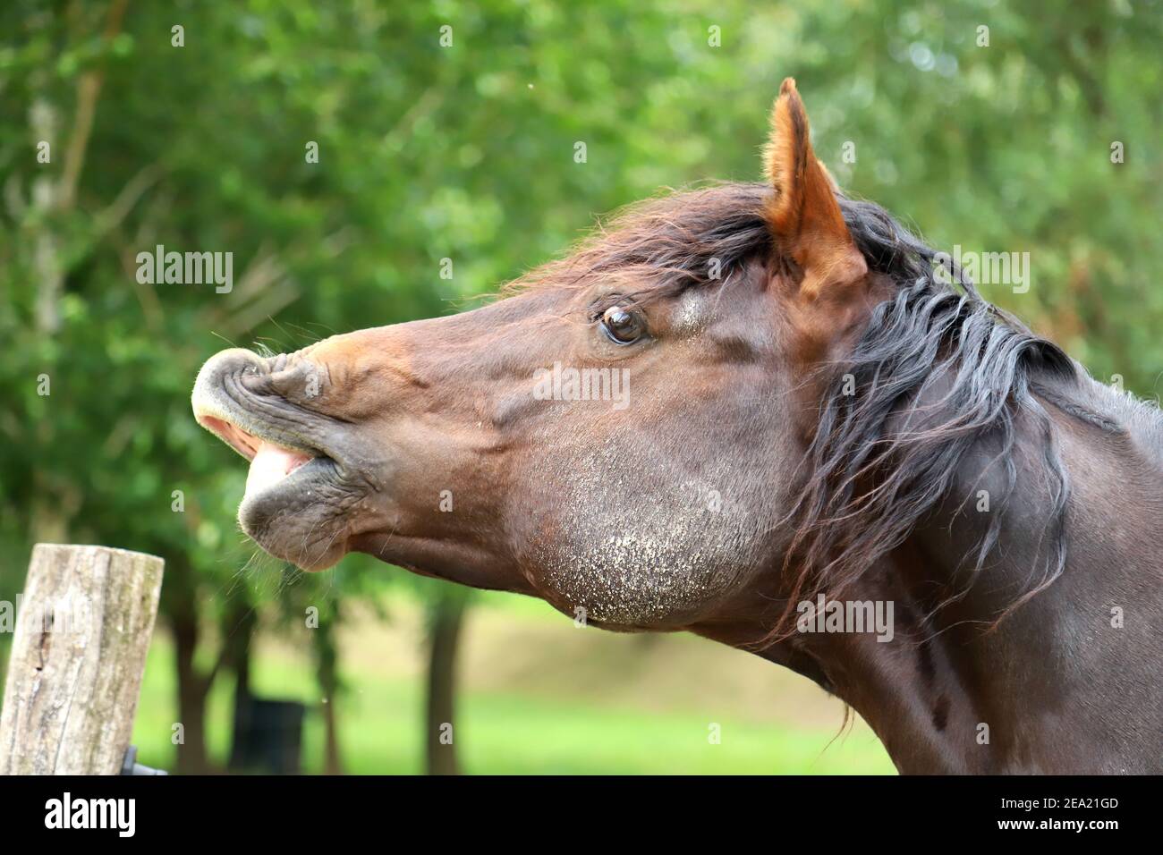American Morgan Breed High Resolution Stock Photography and Images - Alamy