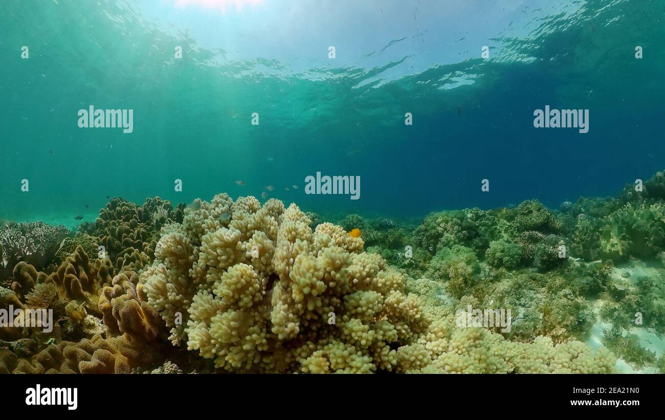 Beautiful underwater landscape with tropical fish and corals ...