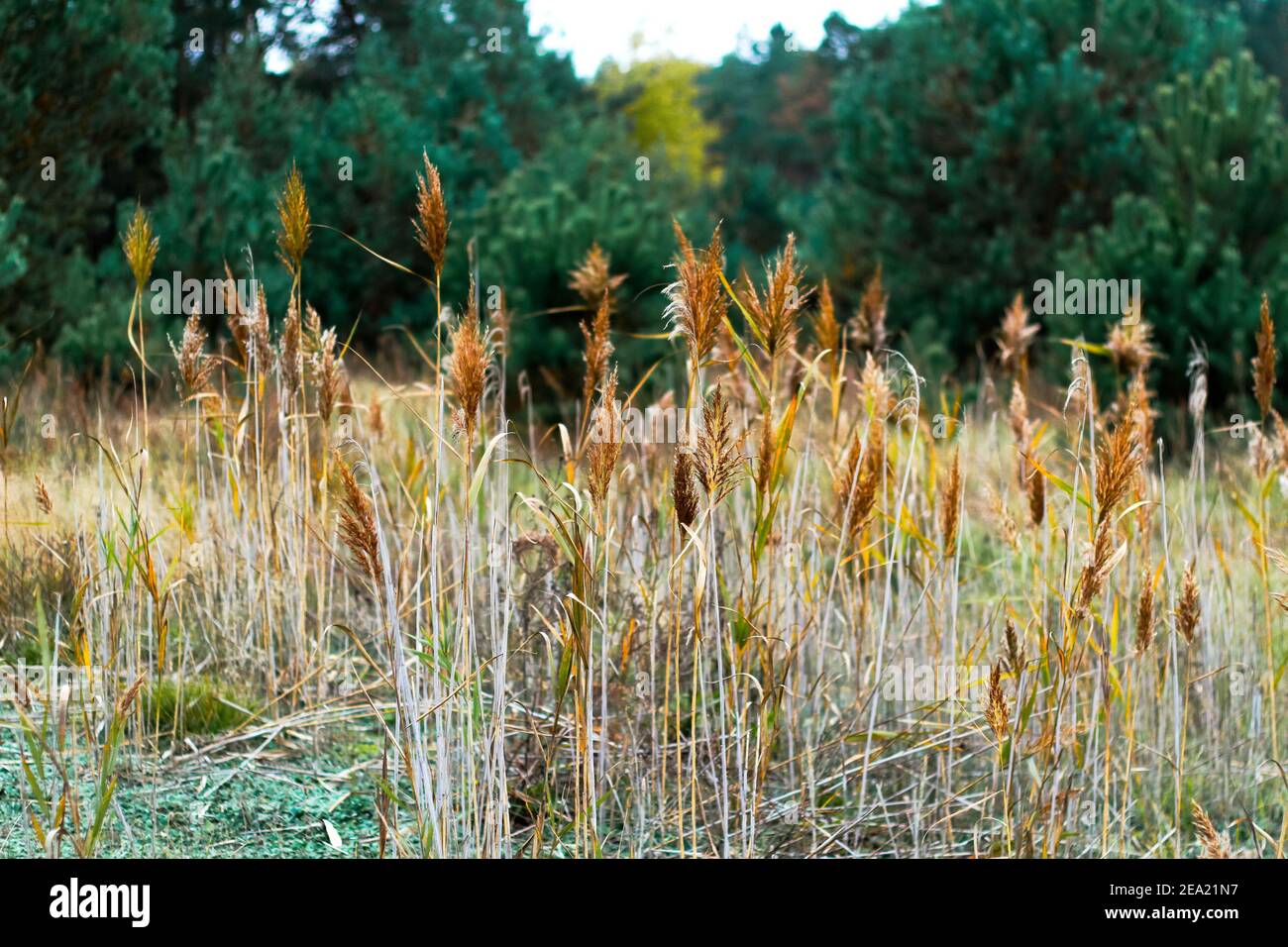 Aesthetic autumn wallpaper hi-res stock photography and images - Alamy