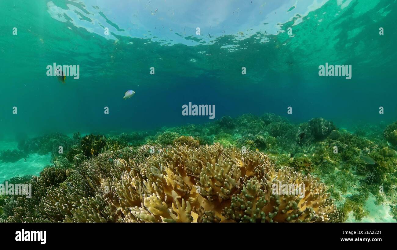 Coral reef and tropical fishes. The underwater world of the Philippines ...