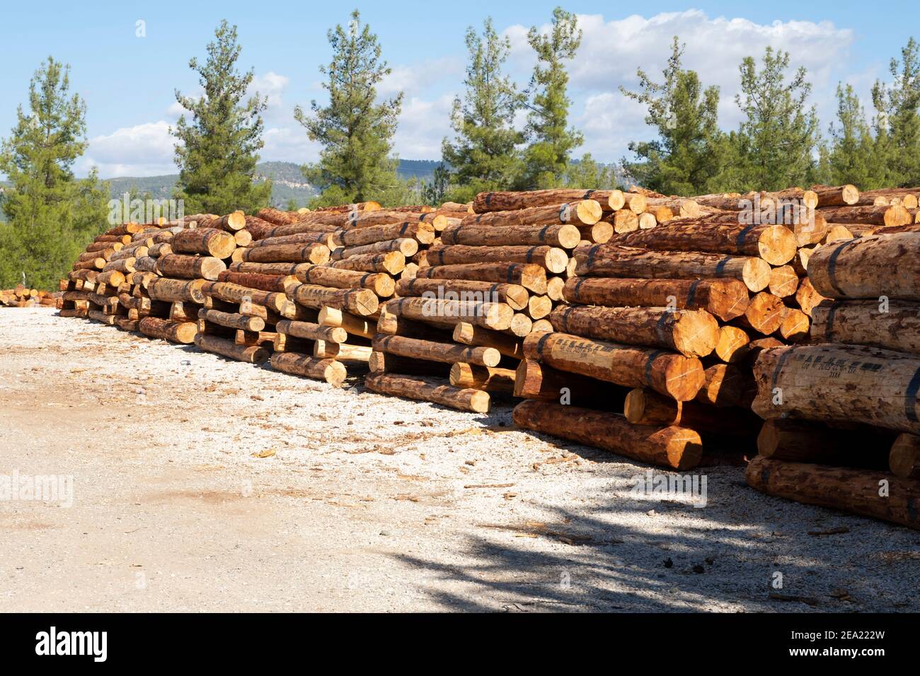 Rows of logs hi-res stock photography and images - Alamy