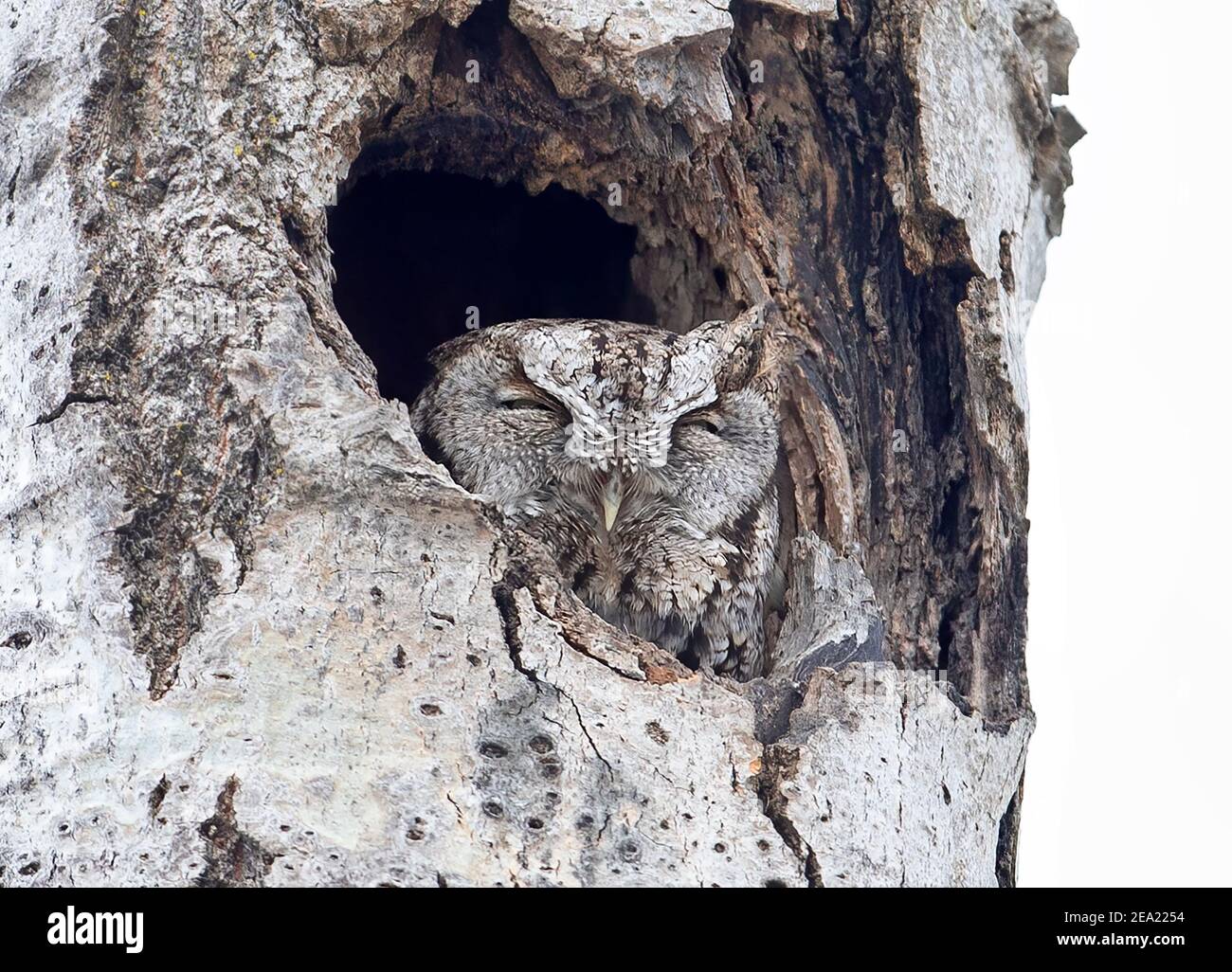 Eastern screech owl hi-res stock photography and images - Alamy