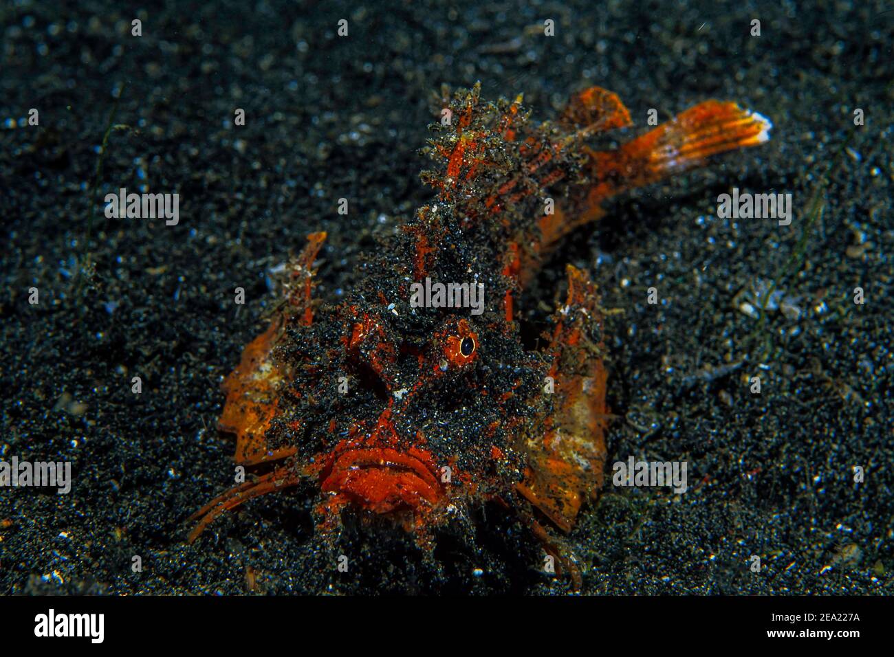 Spiny Devilfish (Inimicus didactylus), Lembeh Strait, Indo-Pacific ...