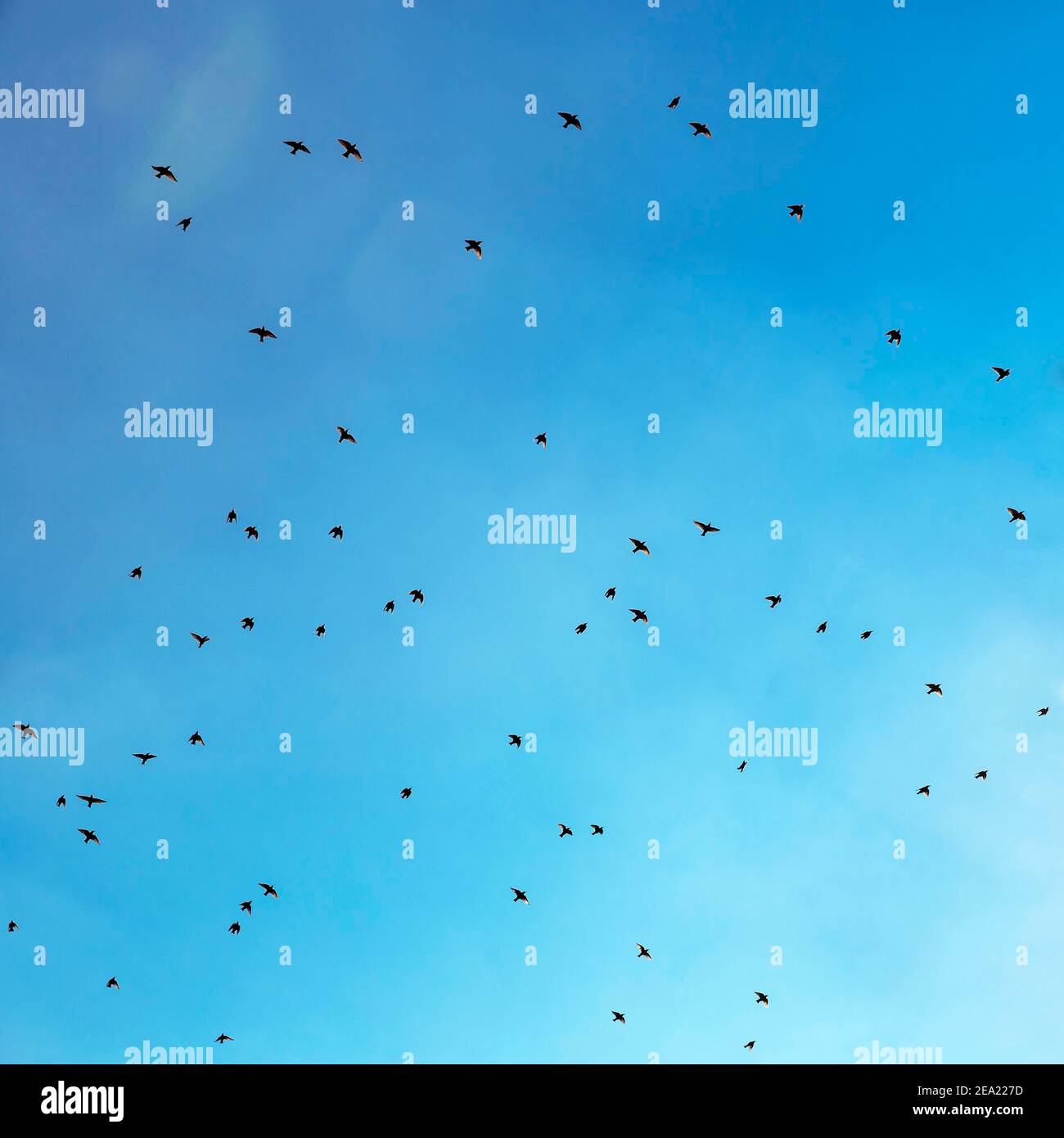 Starlings (Sturnus vulgaris) flying in a slightly cloudy sky, backlight ...