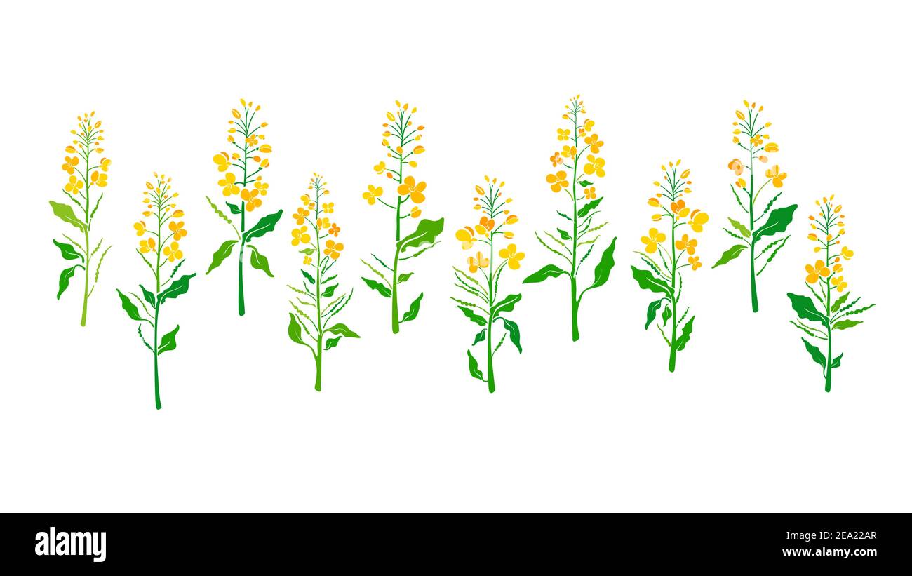 Canola plant set. Vector green leaves, bud, seed, yellow flower ...